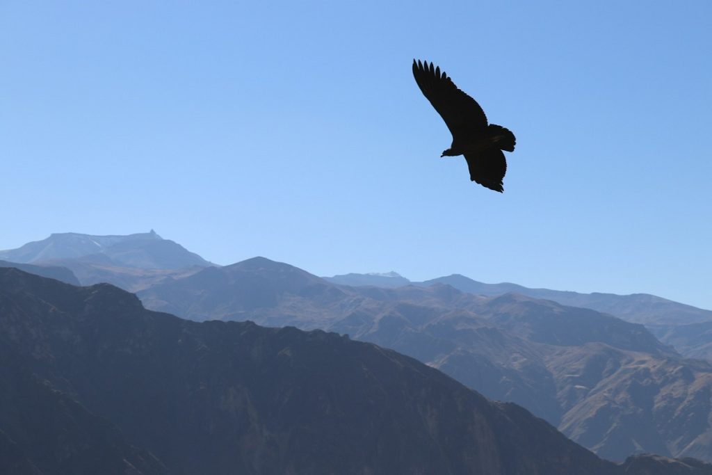 Venezuela to implement plan to save the Andean condor